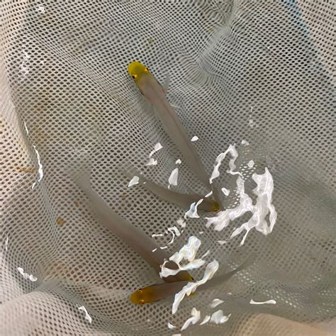 Gold Head Sleeper Goby For Sale