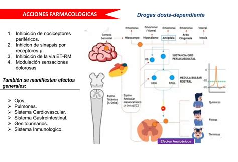 Medicamentos Que Son Opioides 30 De Enero Pdf