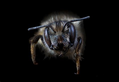 Discovery Of Non Native Bees In Canada Could Pose A Serious Threat To