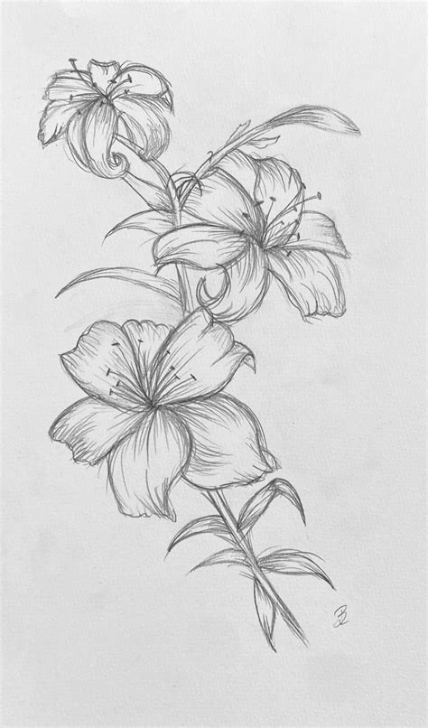 Lily Flower Drawing