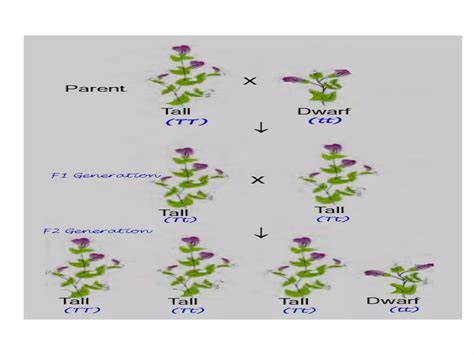 Patterns Of Inheritance Mendelian Inheritance Pptx