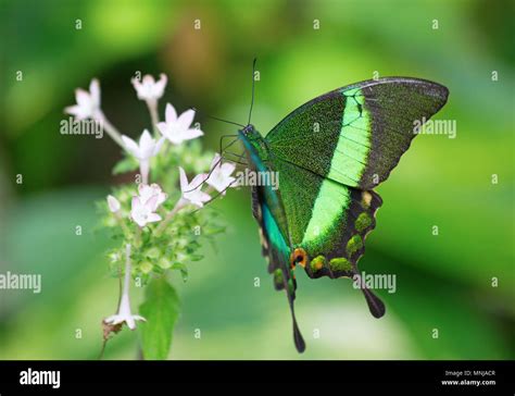 Papilio Palinurus The Emerald Swallowtail Emerald Peacock Or Green