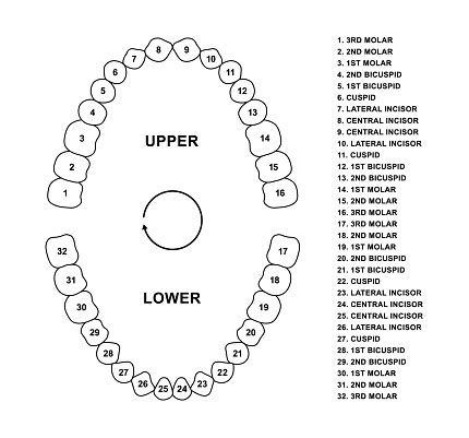 Adult Human Jaws Anatomy With Descriptions Adult Human Teeth Dentition