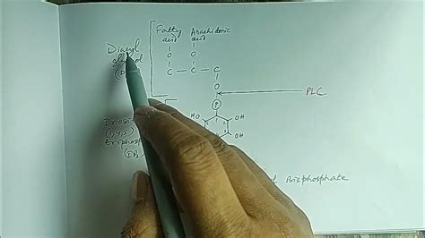 Gpcr Phospholipase C Ip3dag Pathway Youtube
