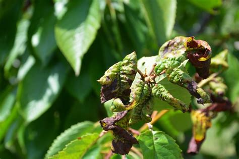 Premium Photo Photo Of Aphids On The Leaves Of Fruit Trees Closeup