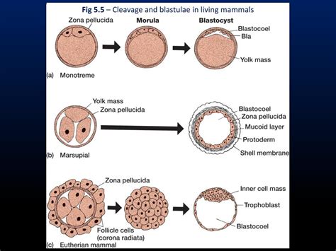 Ppt Embryology Powerpoint Presentation Free Download Id2341424