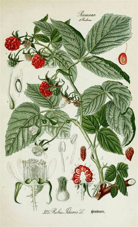Pin By Daisy Li On Botanical Illustrations Botanical Drawings