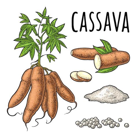 Cassava Printable Images Free Download On Freepik