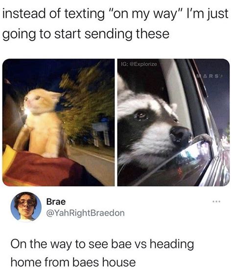 Im On My Way Cat Meme At Jaxon Cockerill Blog