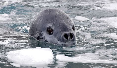 Leopard Seals Sex Life Almost Revealed Polar Journal
