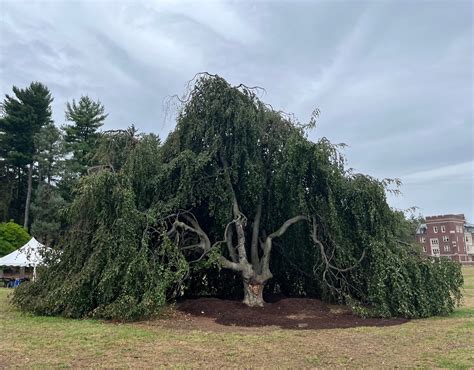 Students Express Outrage Over An Attack On Vassars Most Beloved Tree