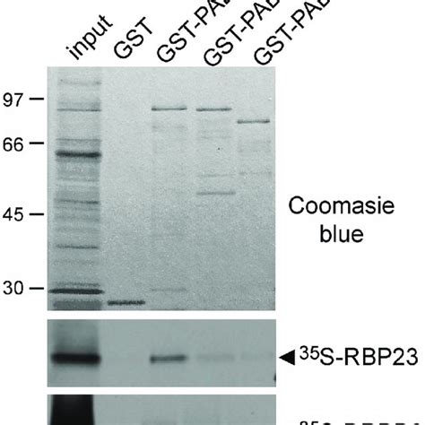 Protein Protein Interaction Assays Investigating The Direct Binding