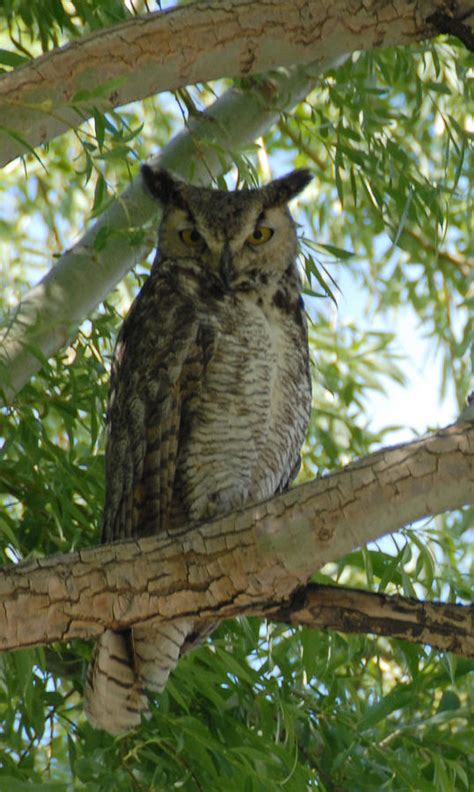 Hooters Owl