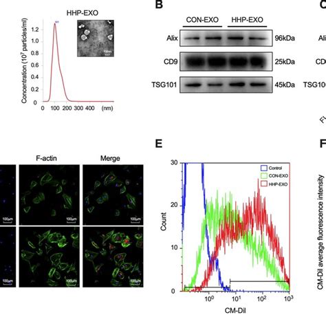 Characterization Of Exosomes And Their Internalization Into Nrcms A Download Scientific