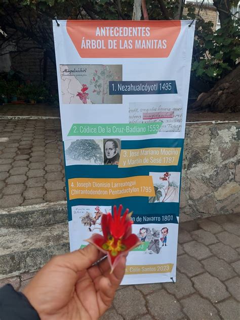 Hasta Propiedades Medicinales Tiene El Árbol De Las Manitas Hay 60 En Toluca Y El Estado De