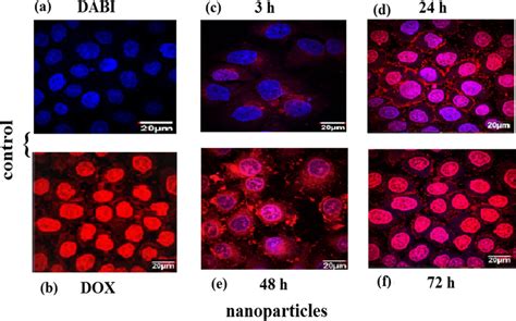 Fluorescent Microscopy Images Without External Magnet A Control Of Download Scientific Diagram