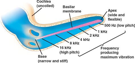 Basilar Membrane Frequency