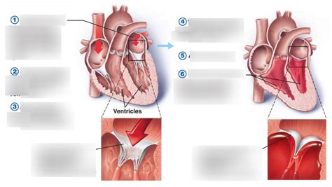 Diagram Of Function Flow Of Atrioventricular Valves Quizlet