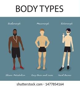 Three Basic Human Body Types Ectomorph Stock Vector Royalty Free
