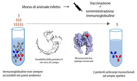 Virus Della Rabbia