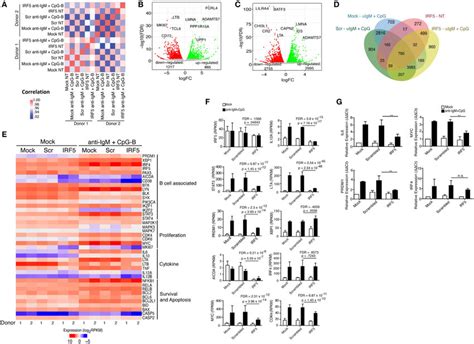 Identification Of An Interferon Regulatory Factor 5 Irf5 Dependent