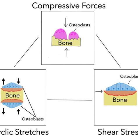 Stages Of The Bone Remodeling Cycle Download Scientific Diagram