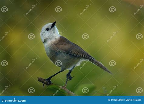 Whitehead Mohoua Albicilla Popokatea Small Bird From New Zealand