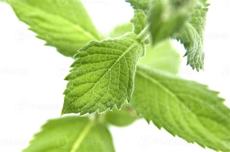 Close Up Of Fresh Spearmint Leaves Or Common Mint Isolated On A White