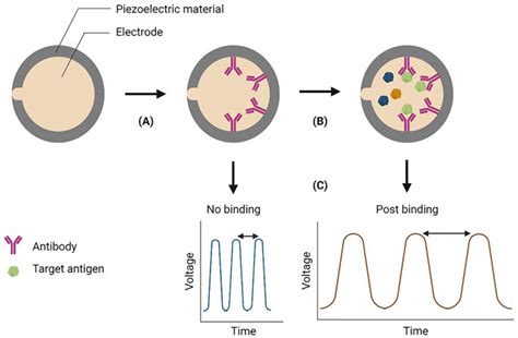 Piezoelectric Biosensor Schematic Representation Of The Basic Download Scientific Diagram