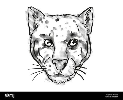 Clouded Leopard Drawing