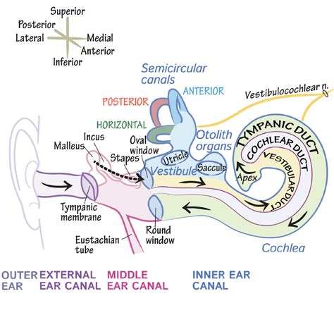 Advanced Anatomy And Physiology Glossary Ear Anatomy And Physiology Ditki Medical And Biological