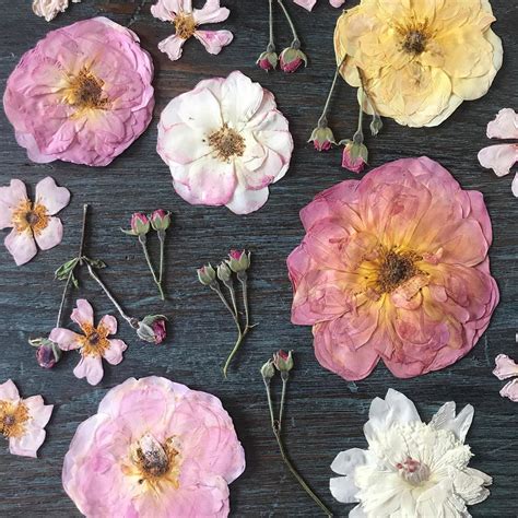 How To Make A Pressed Rose At James Frary Blog