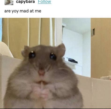 Funny Hamster Meme Capybara Follow Are You Mad At Me