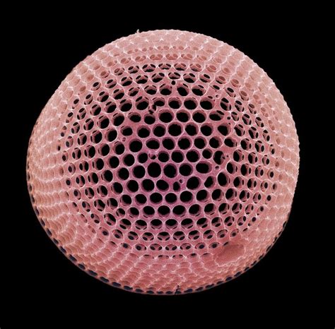 Diatoms Algae Structure
