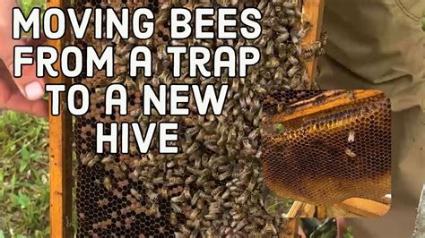 Honey Bees From Trap To Hive Youtube