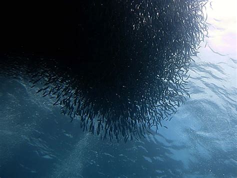 沙丁鱼 海洋生物图鉴 Ohmydive