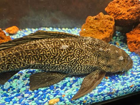 Big Pleco Help R Aquariums