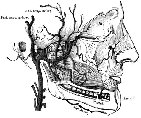 Maxillary Artery Clipart Etc