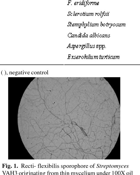 Stemphylium Botryosum Semantic Scholar