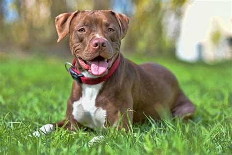 11 Bully Dog Breeds Info Pictures Facts And History Hepper Pet Resources