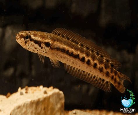 خرید و قیمت میگو رد چری پک 5 تایی مرجان دریایی