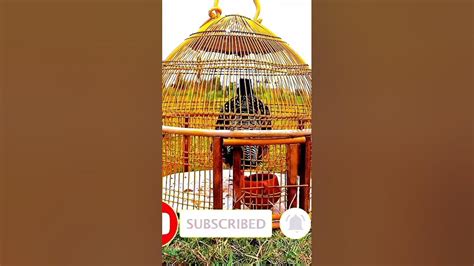 Youtubeshorts Verilvideo Youtube Youtubeshorts Verilvideo Youtube