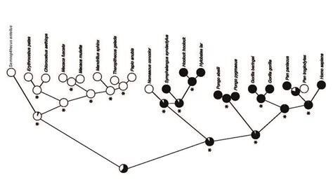 reconstruction of ancestral states from the ‘binary character set