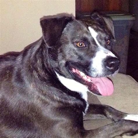 These 25 Adorable Mutts Show How Awesome Mixed Breed Dogs Really Are