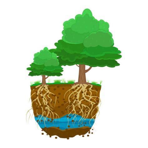 Tree Roots Underground Drawing Free Root System Images Download At