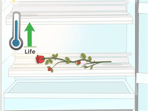 4 Ways To Care For Roses WikiHow 4 Ways To Care For Roses WikiHow