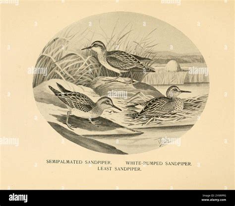 Feathered Game Of The Northeast New York T Y Crowell And Co 1907