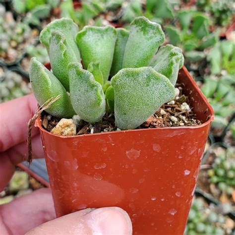 Adromischus Cristatus Crinkle Leaf Plant Rooted In Paradise
