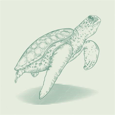 Swimming Sea Turtle Sketch