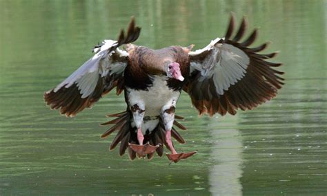 Spur Winged Goose Plectropterus Gambensis Bdi